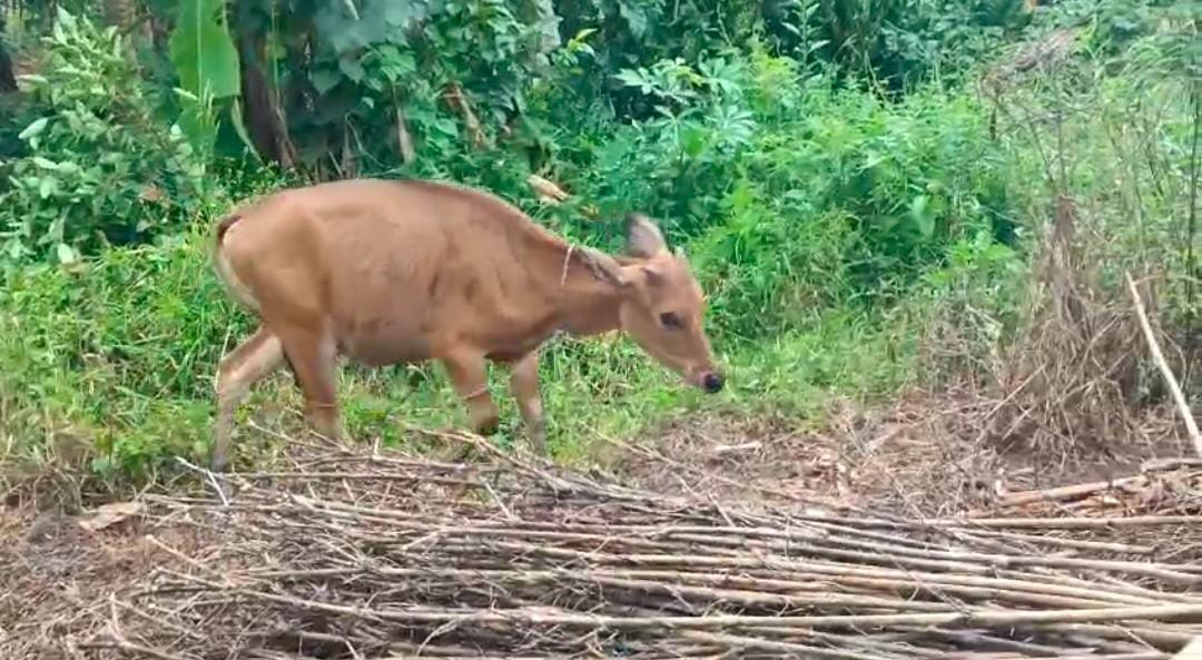 Pengadaan Sapi Ketahanan Pangan Desa Napal Putih Sarat Dipertanyakan